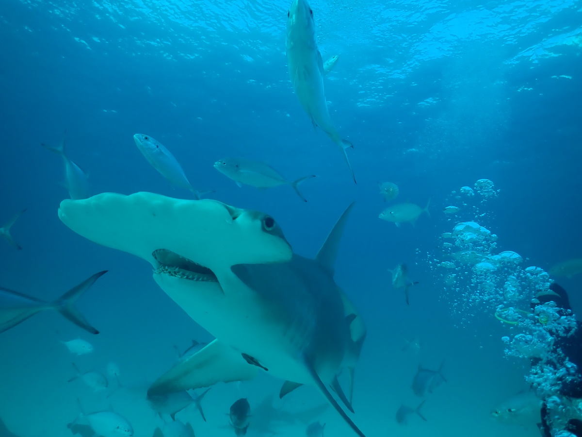 Ground-breaking Shark behaviour captured off the coast of South Africa ...