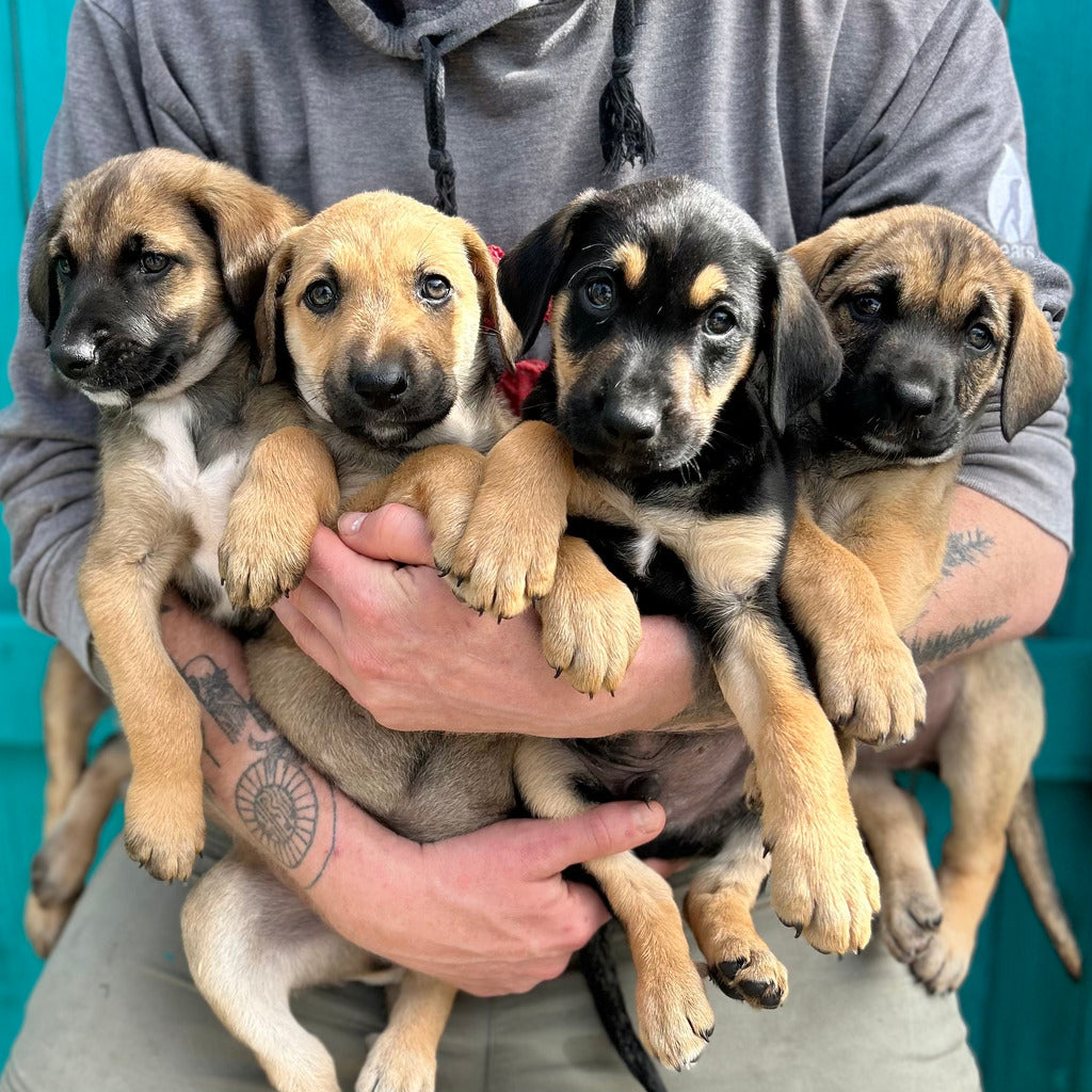 When Home Disappears: The Heartbreak of Returned Dogs – iloveza.com
